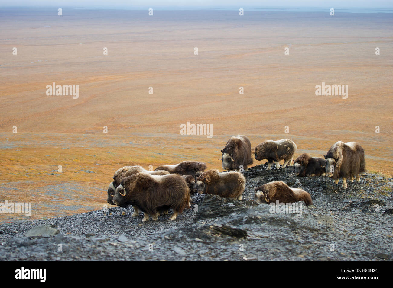 Muskox (Ovibos moschatus) herd on tundra, Wrangel Island, Russia Stock ...