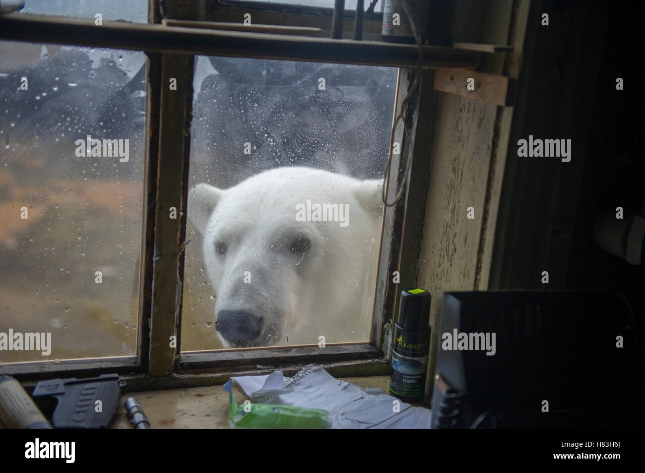 Polar Bear (Ursus maritimus) looking through window, Wrangel Island ...