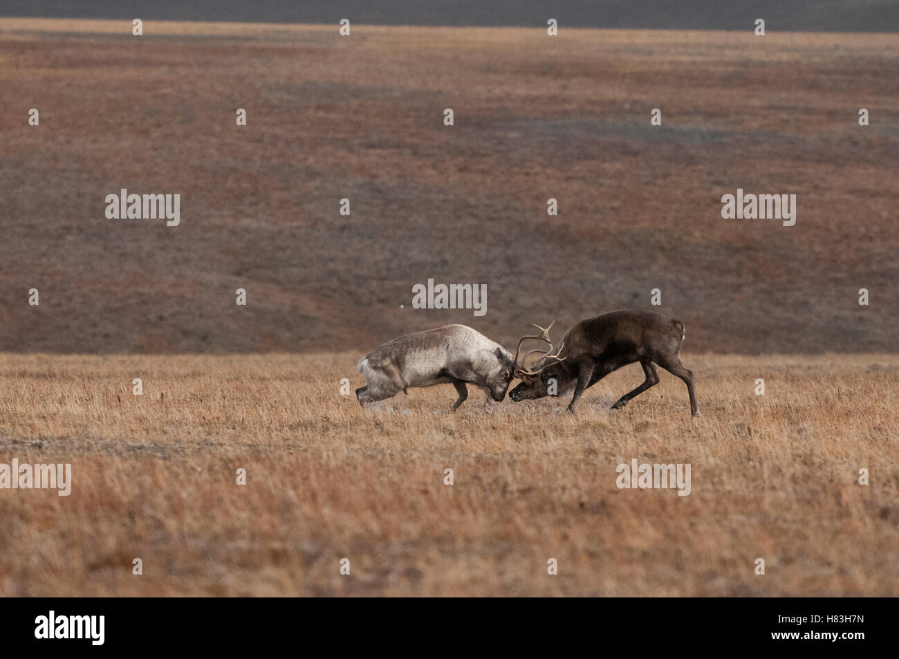 Caribou (Rangifer tarandus) bulls fighting, Wrangel Island, Russia ...