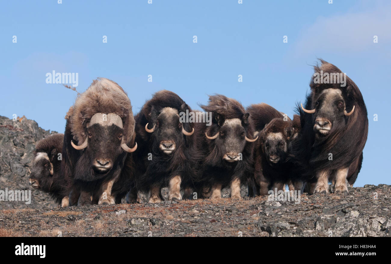 Muskox (Ovibos moschatus) herd in defensive formation, Wrangel Island ...