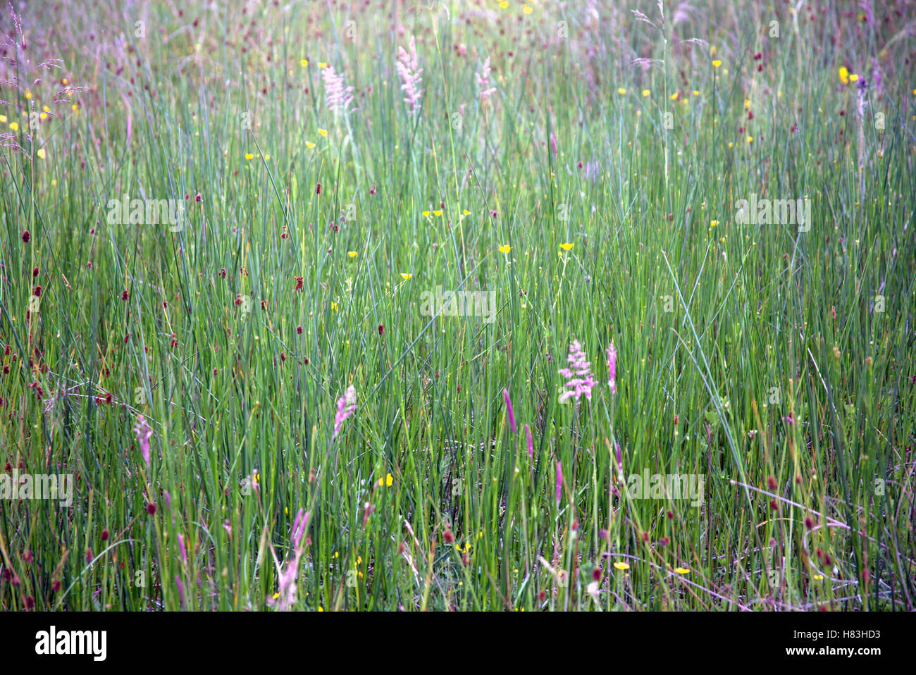 Scottish wild meadow flower background grasses and weeds Stock Photo ...