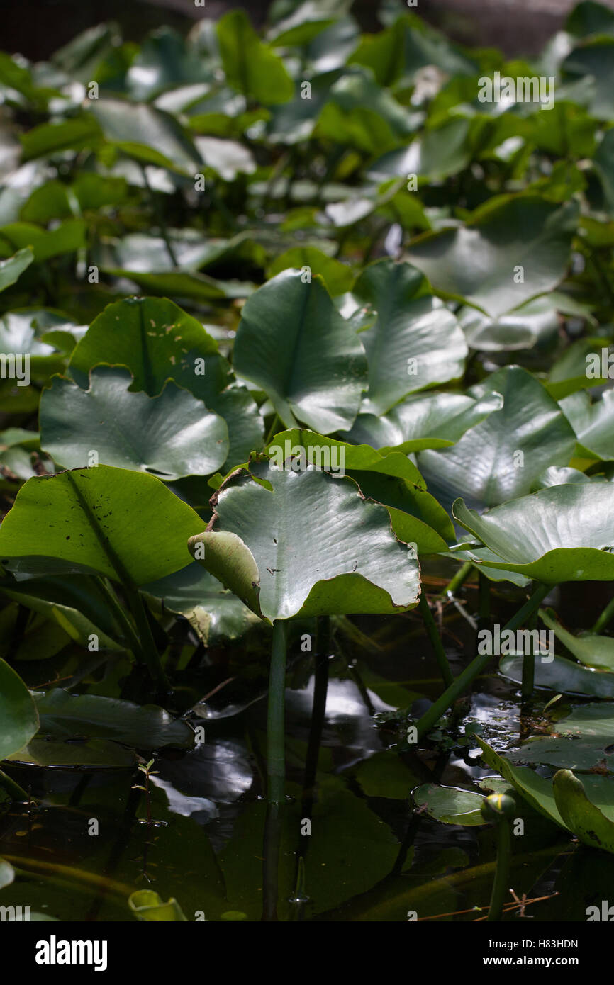 Water Lily Stem High Resolution Stock Photography and Images - Alamy