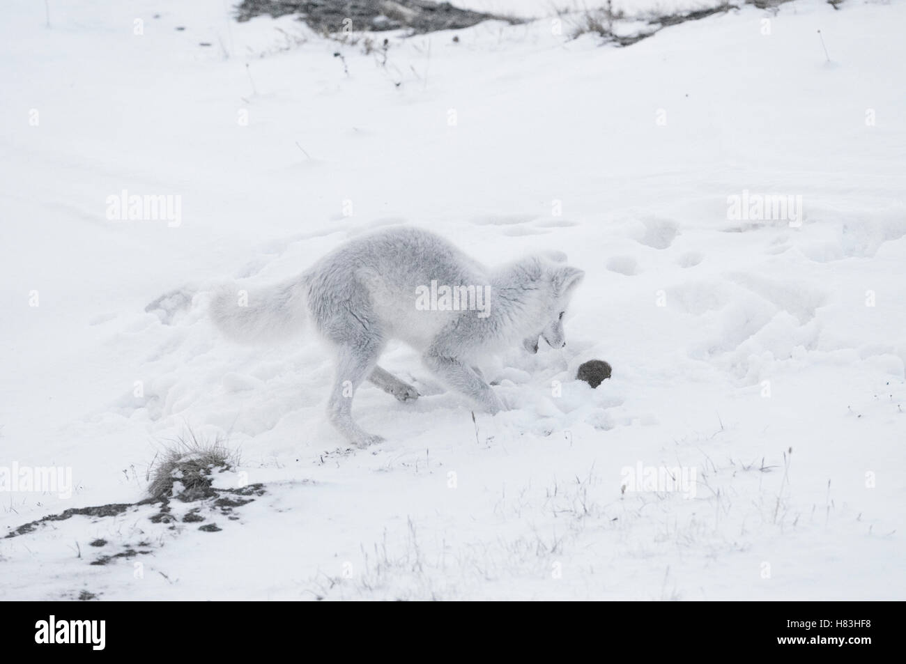 Hunting arctic fox hi-res stock photography and images - Alamy