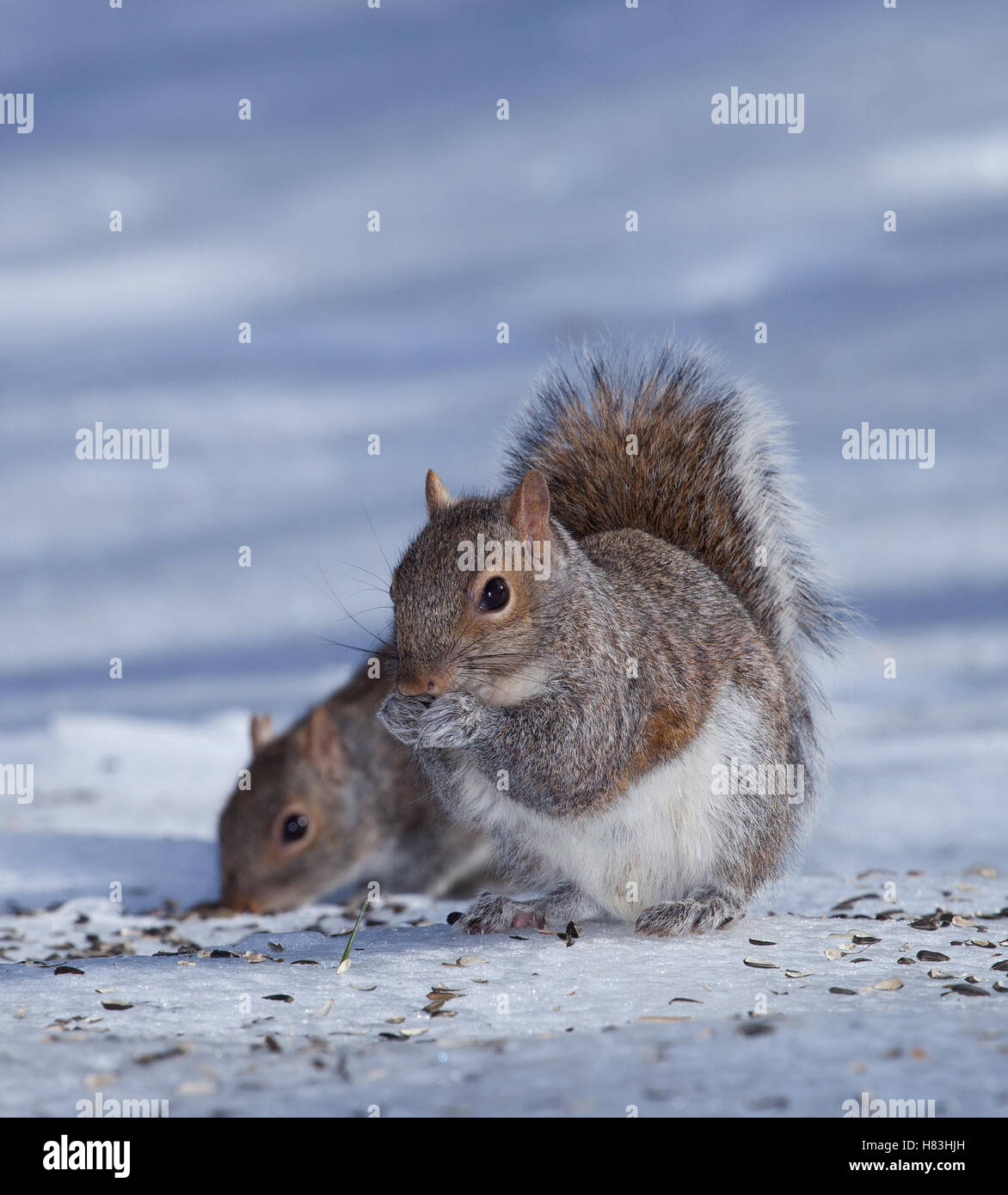Squirrels eating sunflower seeds hi-res stock photography and images ...