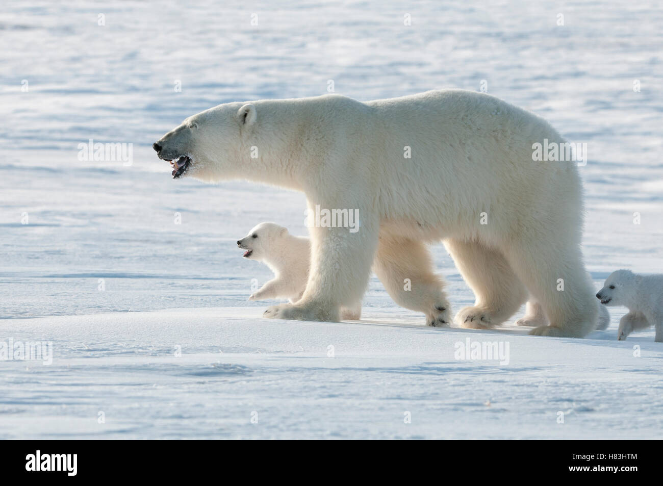 Polar Bear (Ursus maritimus) mother and cubs, Wrangel Island, Russia ...