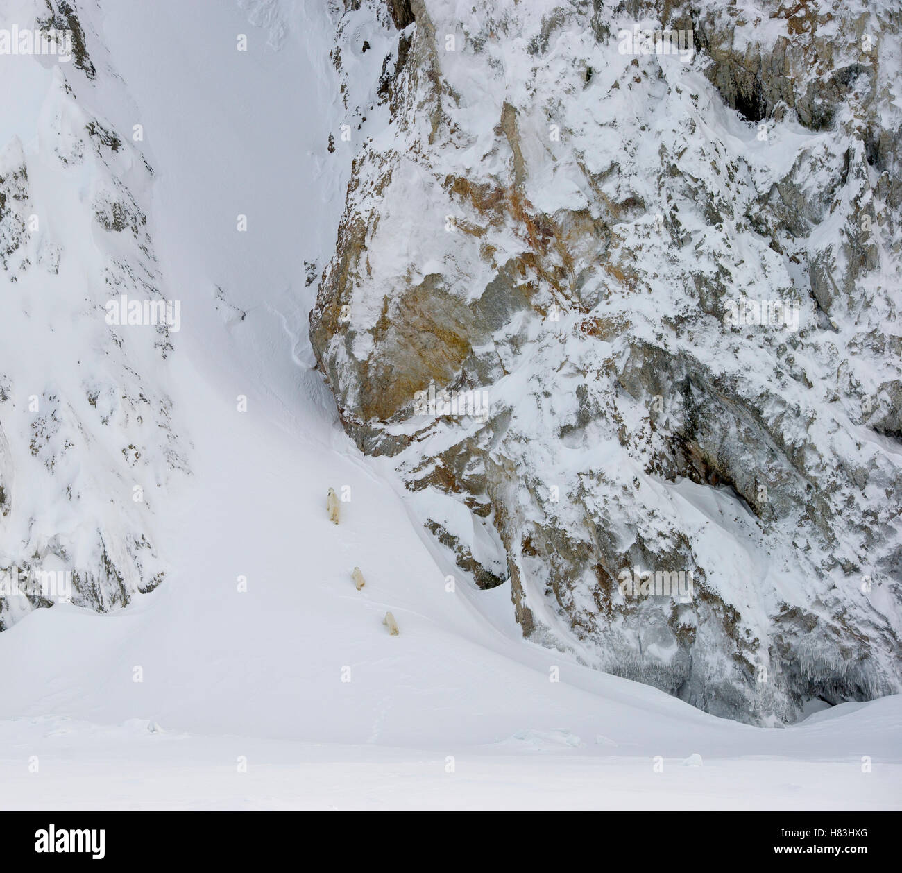 Polar Bear (Ursus maritimus) mother and yearling cubs walking up ...