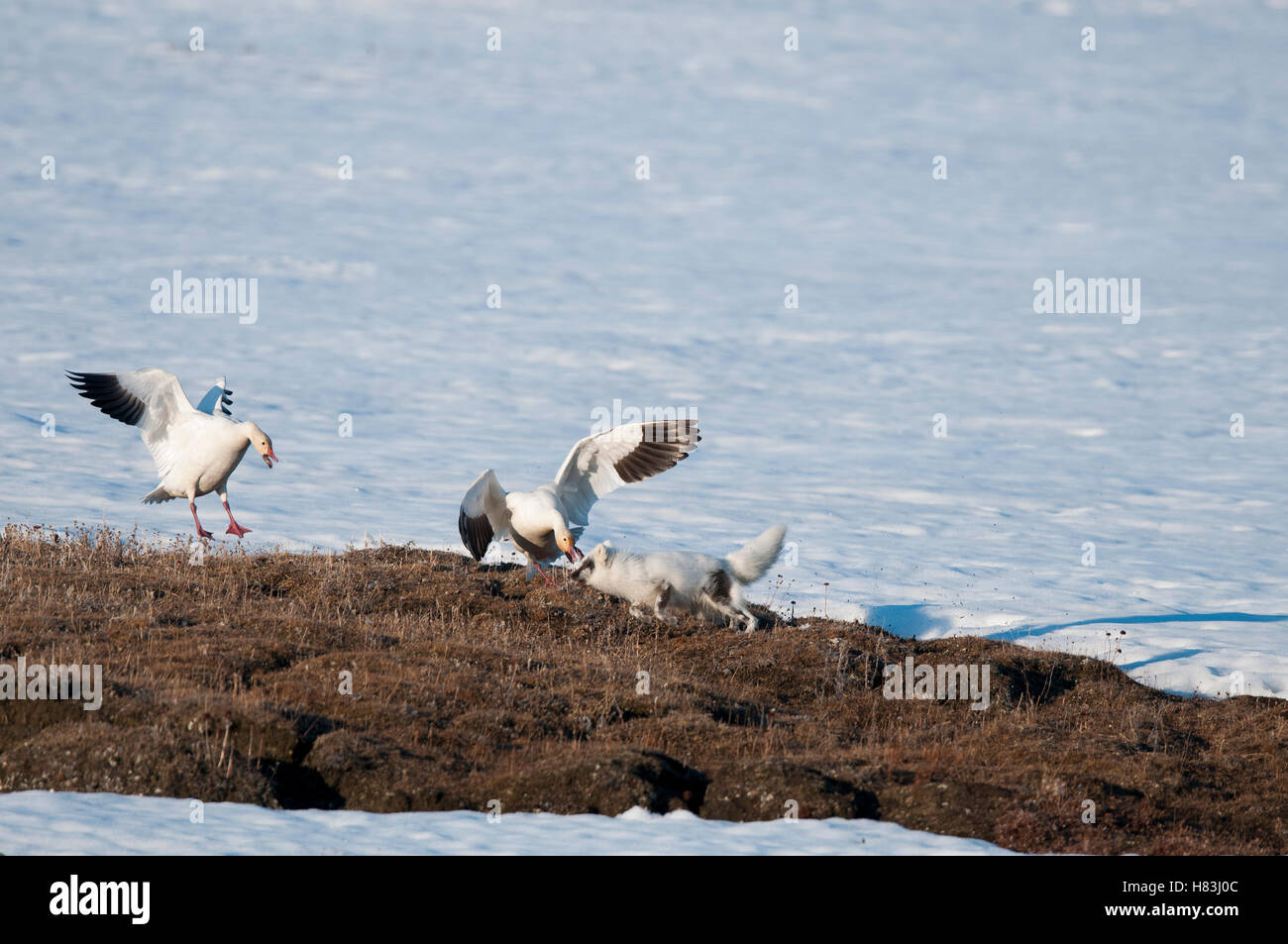 Arctic Fox (Alopex lagopus) chasing Snow Goose (Chen caerulesens) pair ...