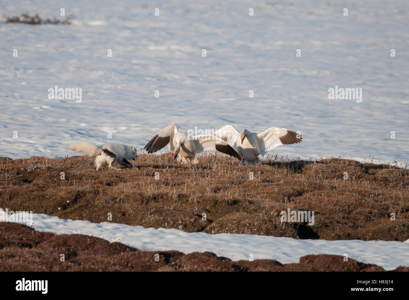 Arctic Fox (Alopex lagopus) chasing Snow Goose (Chen caerulesens) pair ...