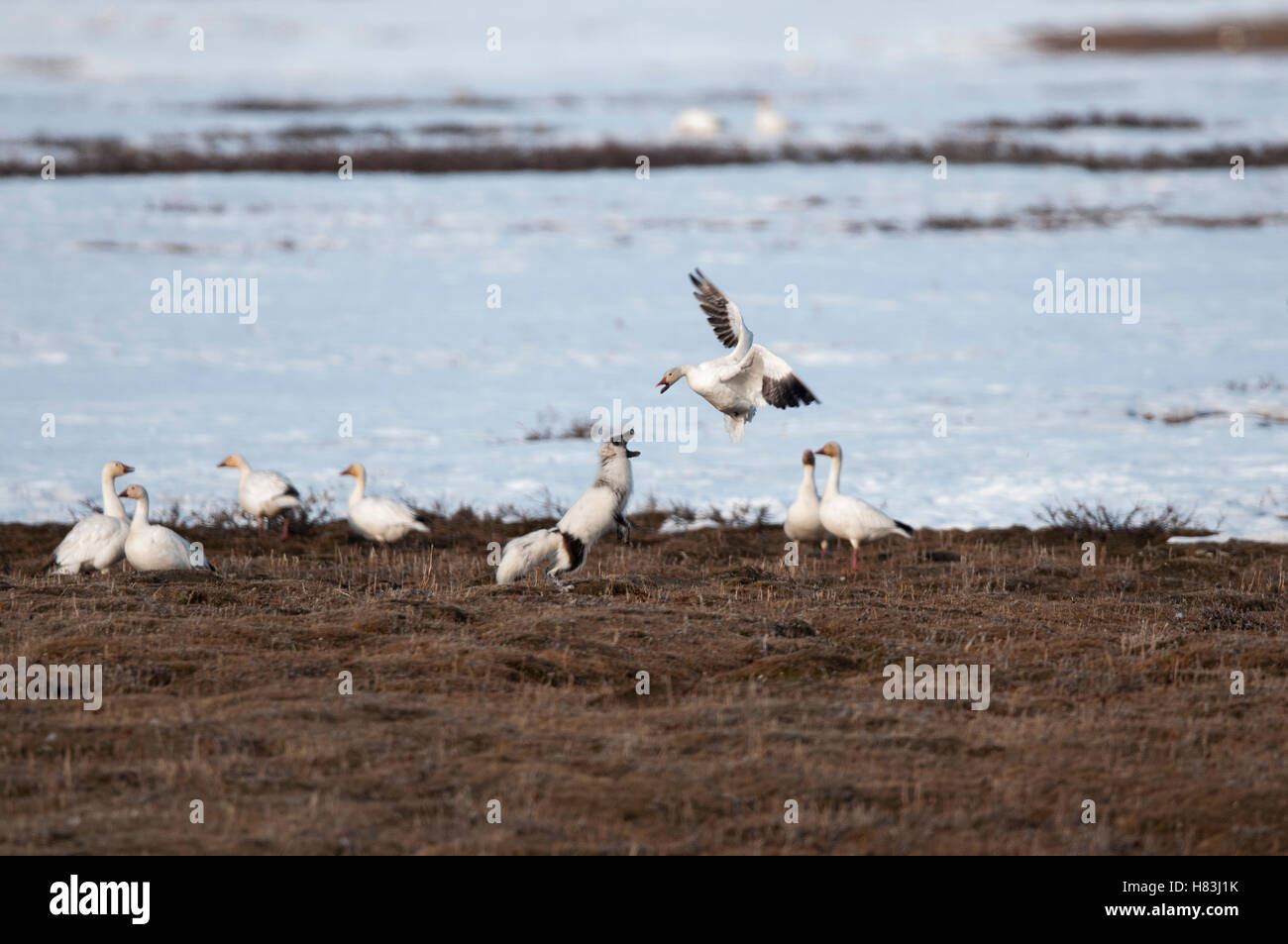 Arctic Fox (Alopex lagopus) chasing Snow Goose (Chen caerulesens) off ...
