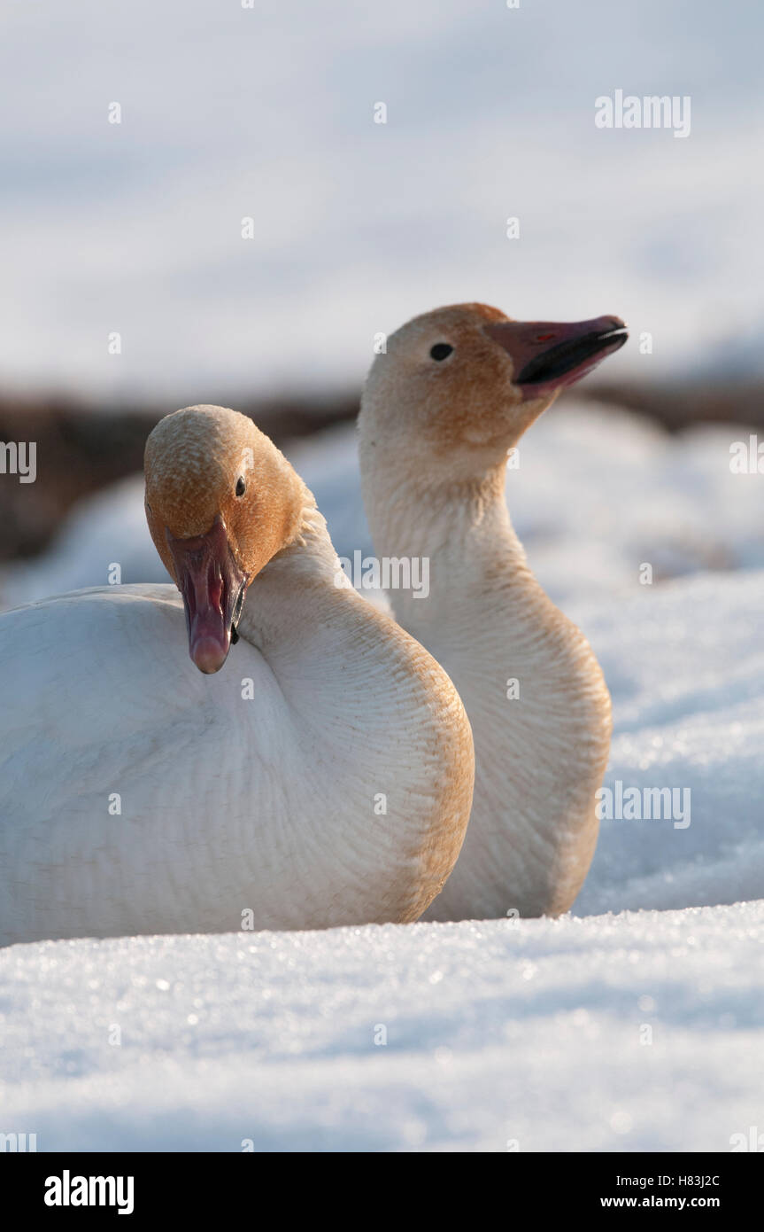 Snow Goose (Chen caerulescens) pair courting, Wrangel Island, Russia ...