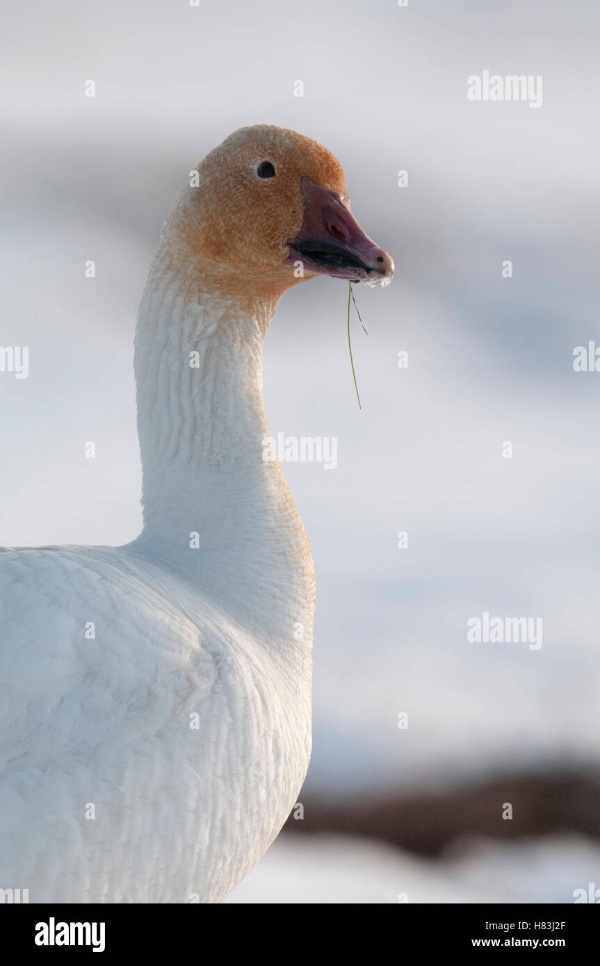 Snow Goose (Chen caerulescens) feeding on grass, Wrangel Island, Russia ...