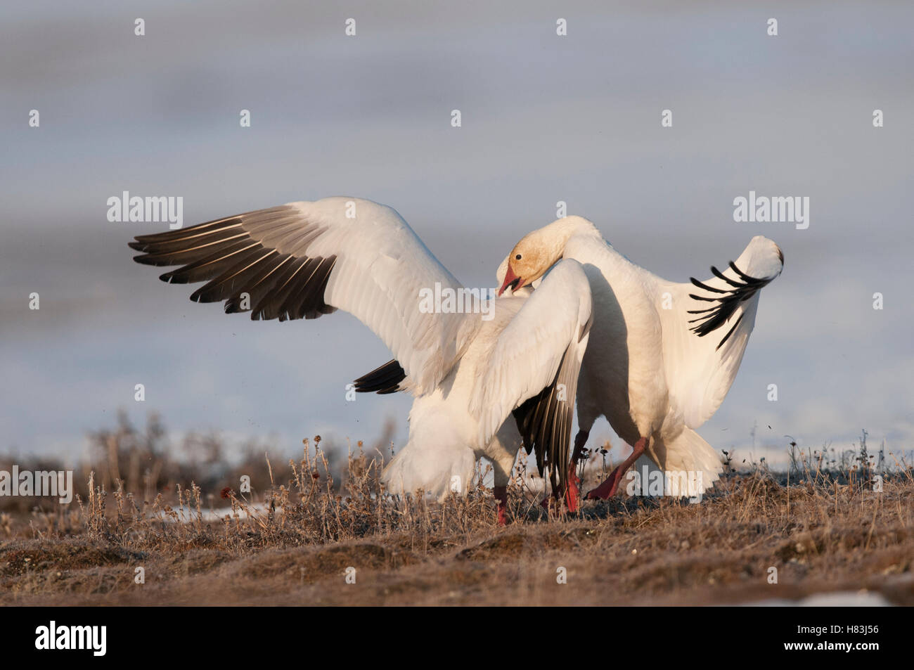 Snow Goose (Chen caerulescens) pair fighting, Wrangel Island, Russia ...