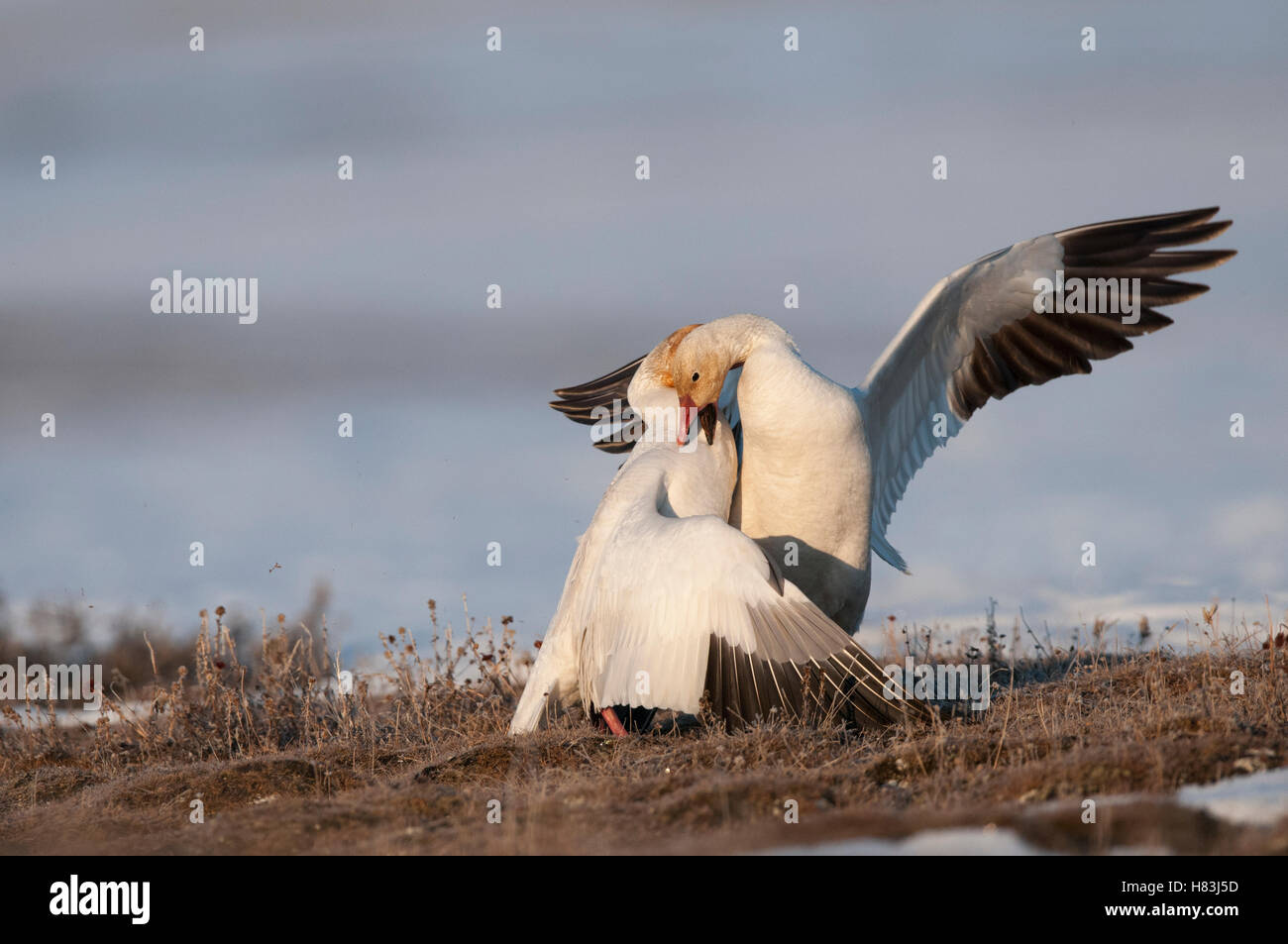 Snow Goose (Chen caerulescens) pair fighting, Wrangel Island, Russia ...