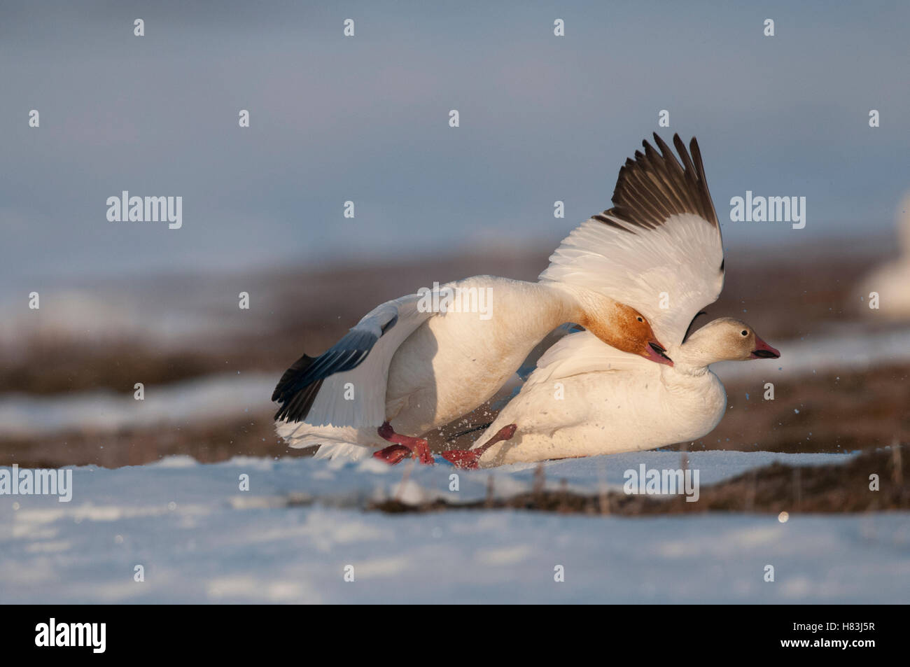 Snow Goose (Chen caerulescens) pair fighting, Wrangel Island, Russia ...