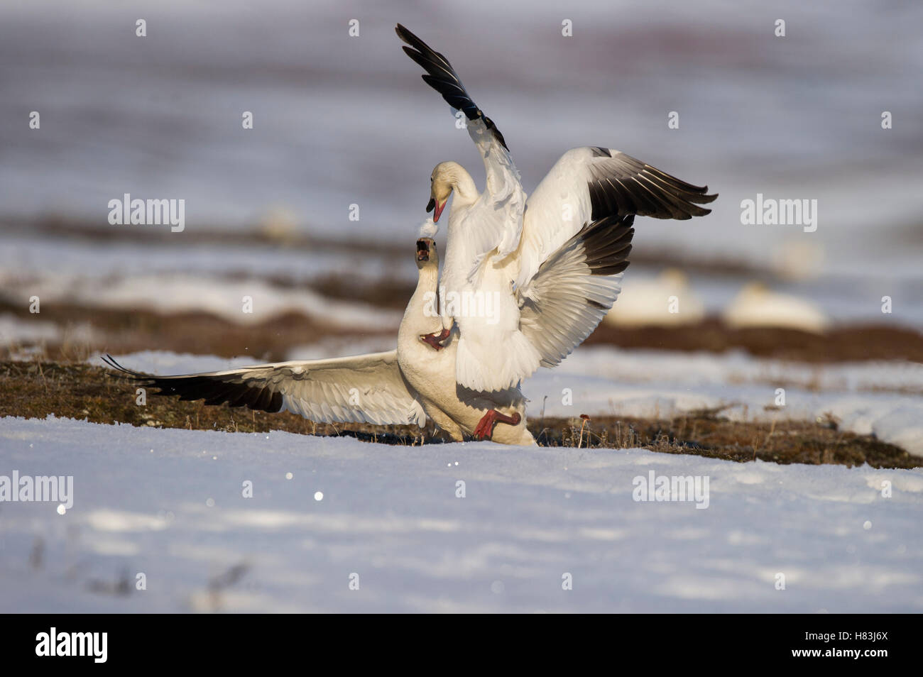 Snow Goose (Chen caerulescens) pair fighting, Wrangel Island, Russia ...