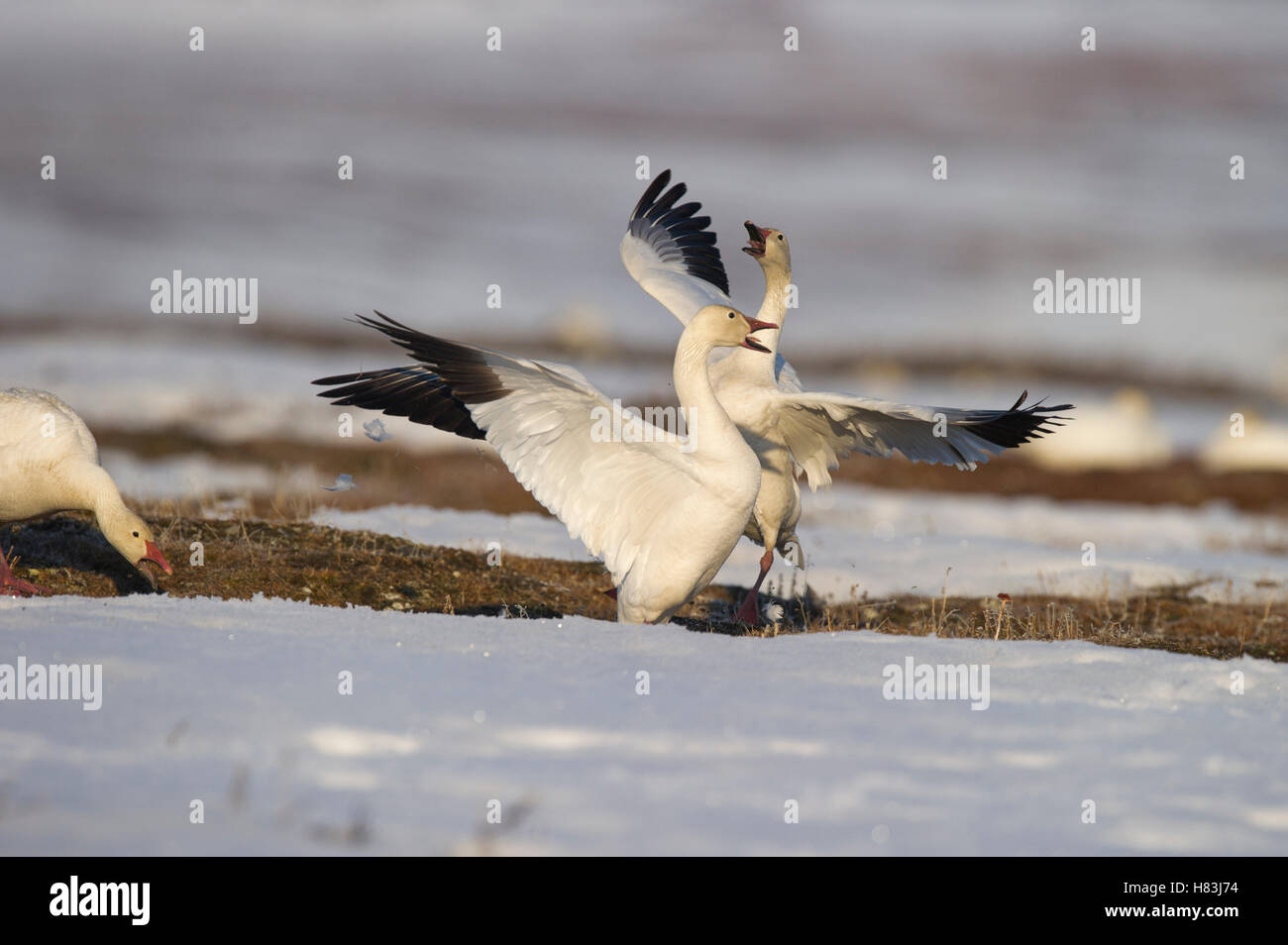 Snow Goose (Chen caerulescens) pair fighting, Wrangel Island, Russia ...