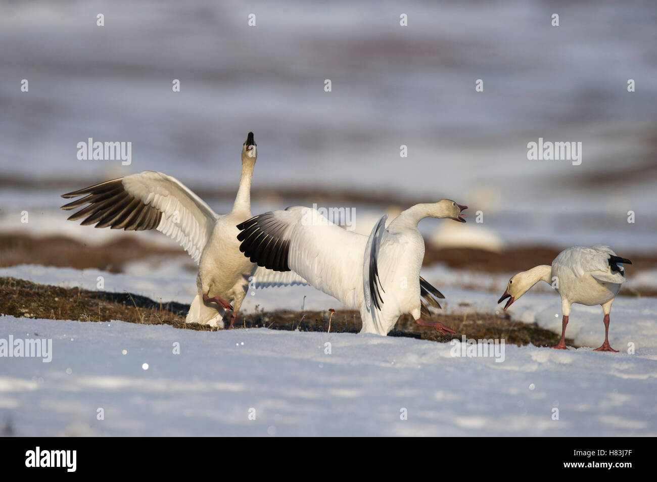 Snow Goose (Chen caerulescens) pair fighting, Wrangel Island, Russia ...