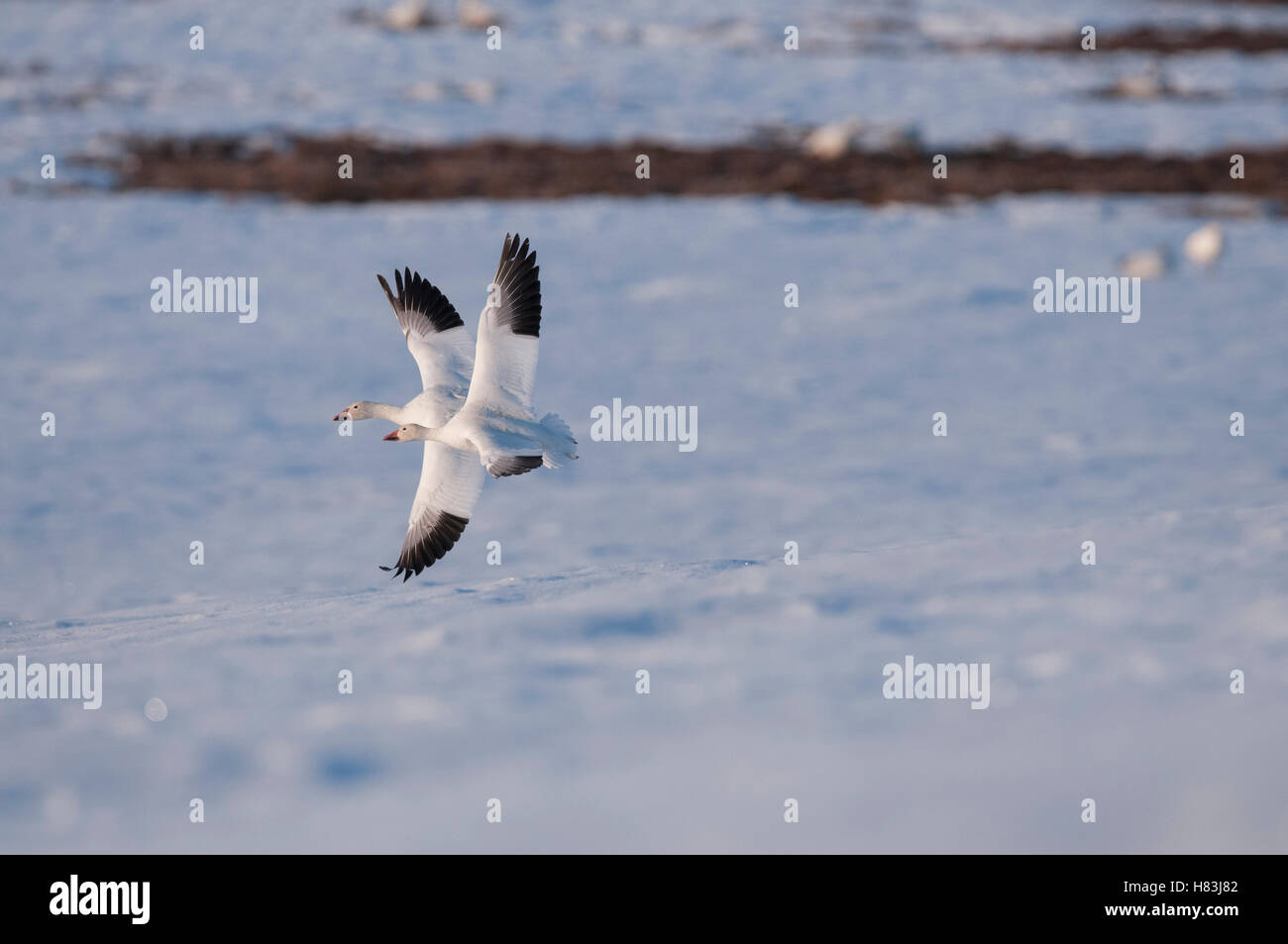 Snow Goose (Chen caerulescens) pair flying over snow, Wrangel Island ...