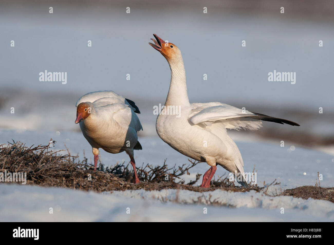 Snow Goose (Chen caerulescens) pair courting, Wrangel Island, Russia ...