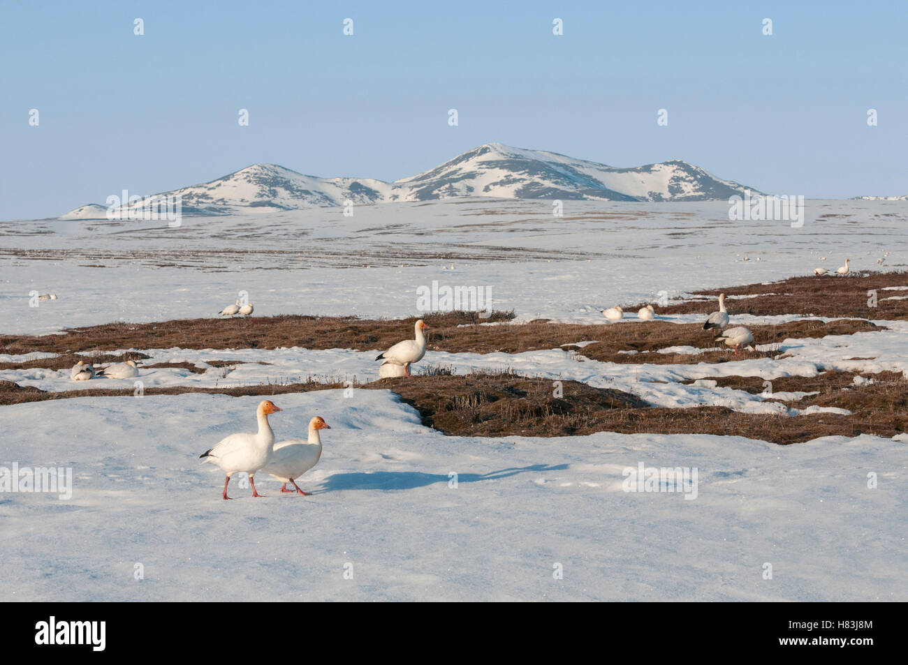 Snow Goose (Chen caerulescens) nesting colony on tundra, Wrangel Island ...