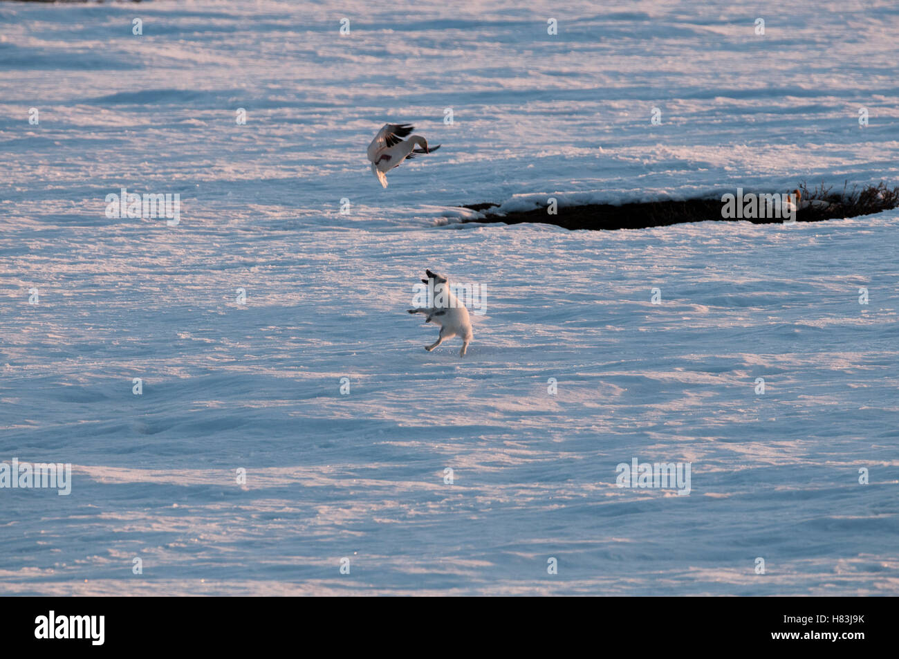 Arctic Fox (Alopex lagopus) fighting with and chasing a Snow Goose ...