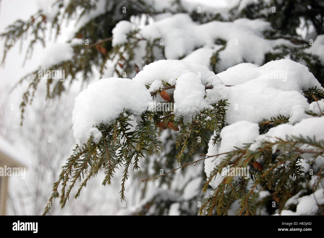 Snow covered hemlock tree hi-res stock photography and images - Alamy
