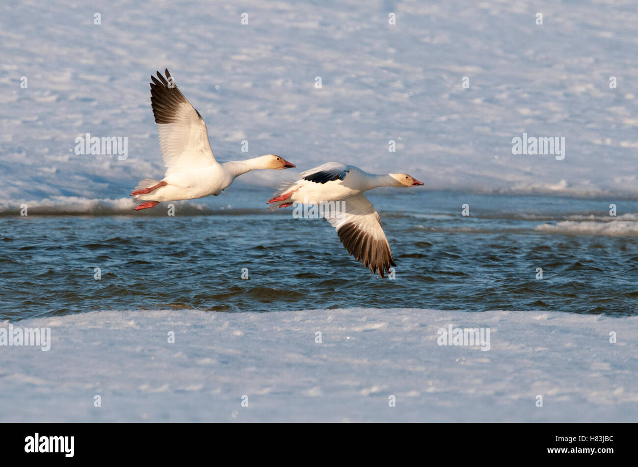 Snow Goose (Chen caerulescens) pair flying, Wrangel Island, Russia ...