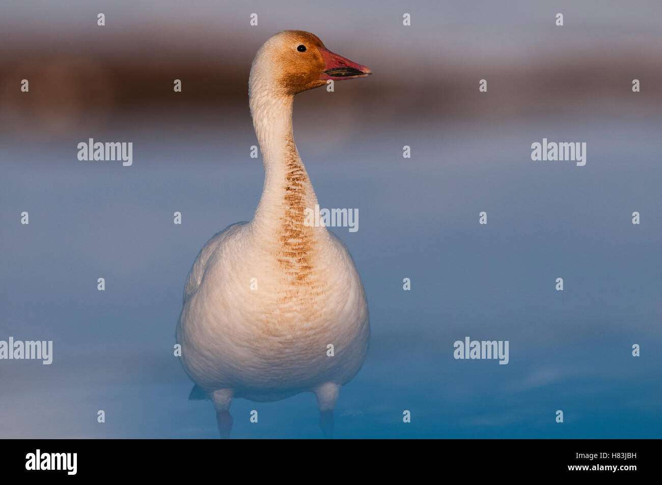 Snow Goose (Chen caerulescens) with feathers stained by iron in the ...