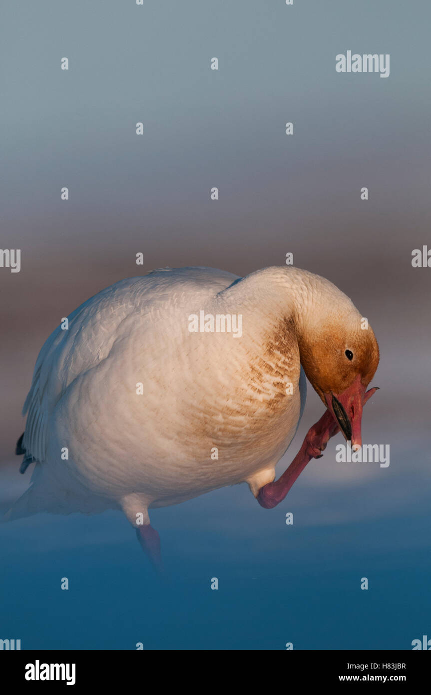 Snow Goose (Chen caerulescens) with feathers stained by iron in the ...
