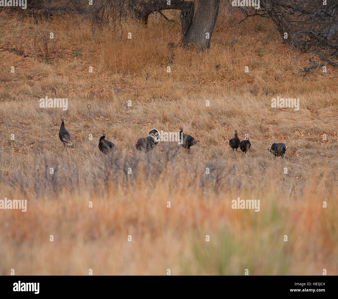 Wild turkey tree hi-res stock photography and images - Alamy