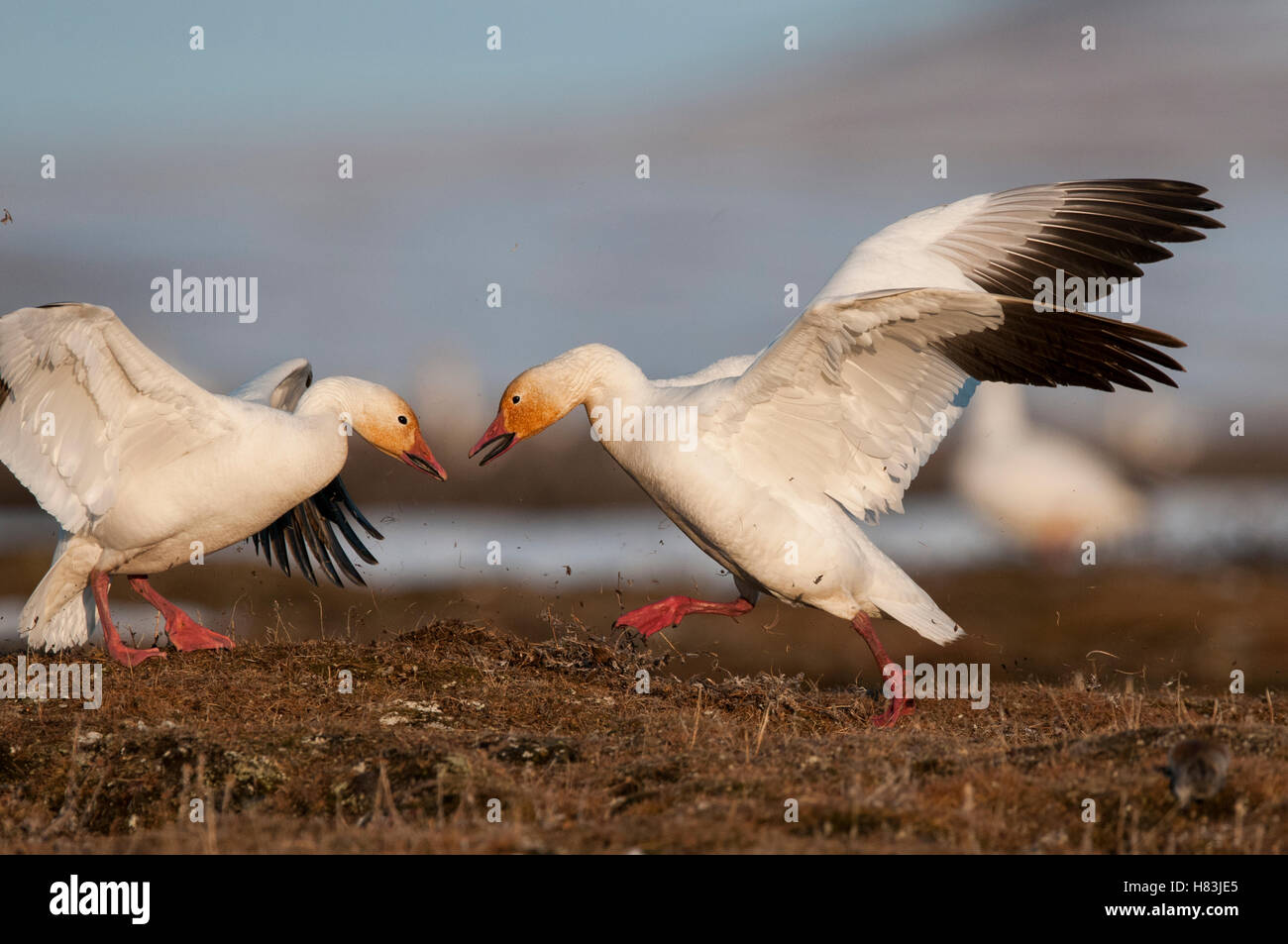 Snow Goose (Chen caerulescens) pair fighting, Wrangel Island, Russia ...