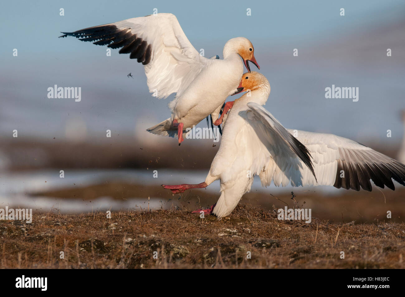 Snow Goose (Chen caerulescens) pair fighting, Wrangel Island, Russia ...