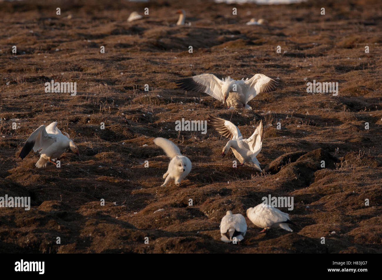 Arctic Fox (Alopex lagopus) running into a flock of agitated Snow Geese ...