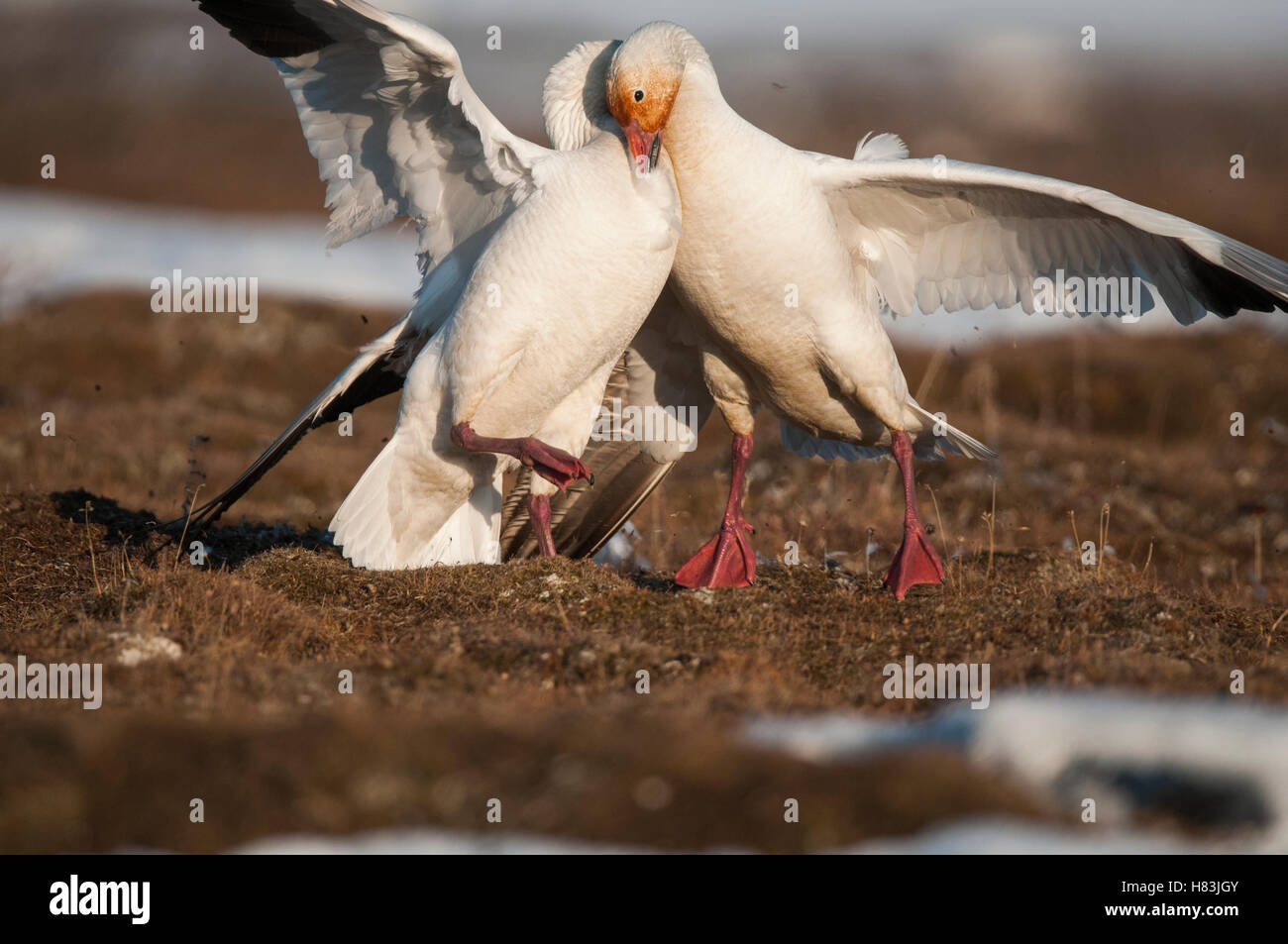 Snow Goose (Chen caerulescens) pair fighting, Wrangel Island, Russia ...