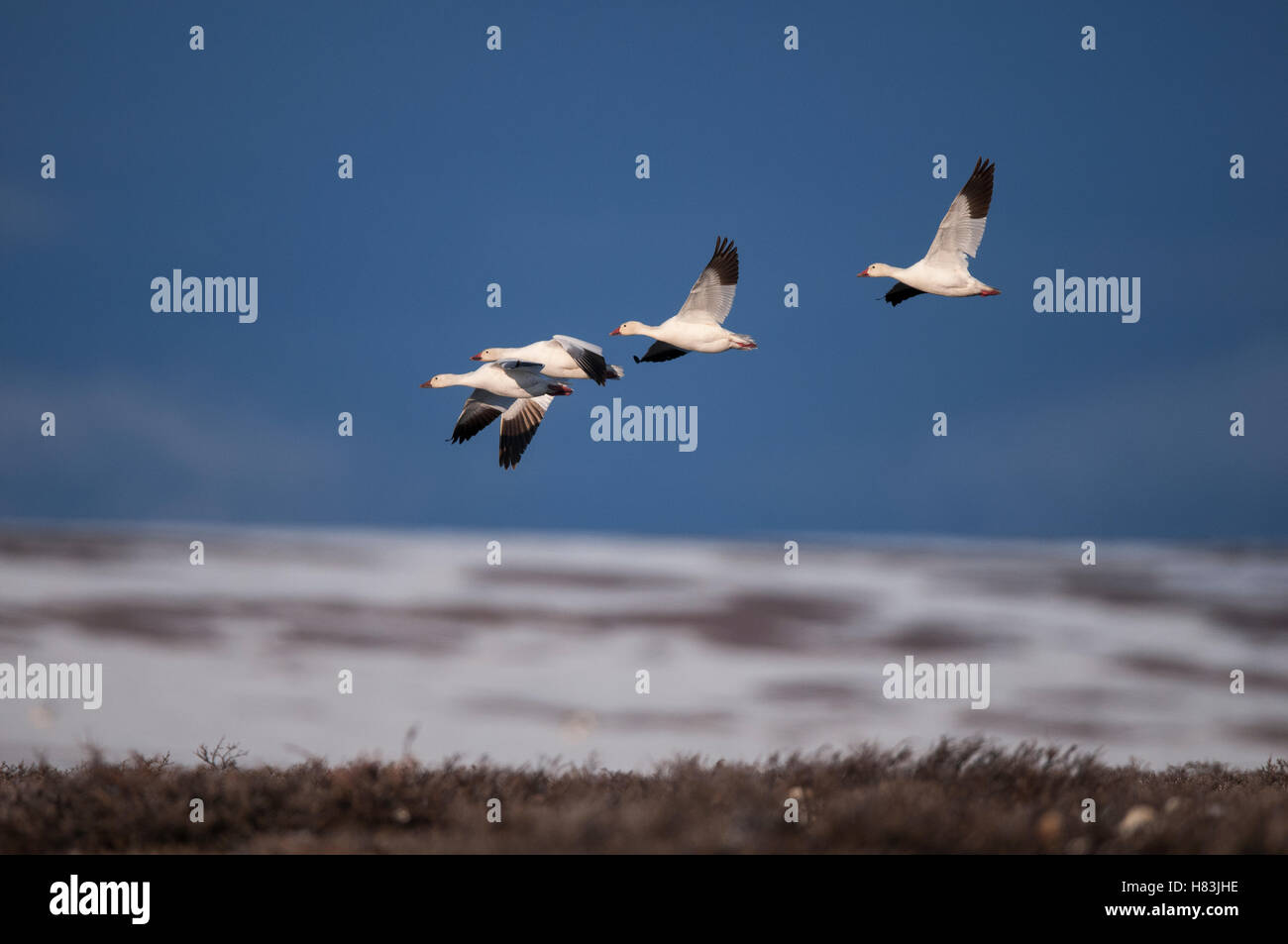 Snow Goose (Chen caerulescens) group flying, Wrangel Island, Russia ...