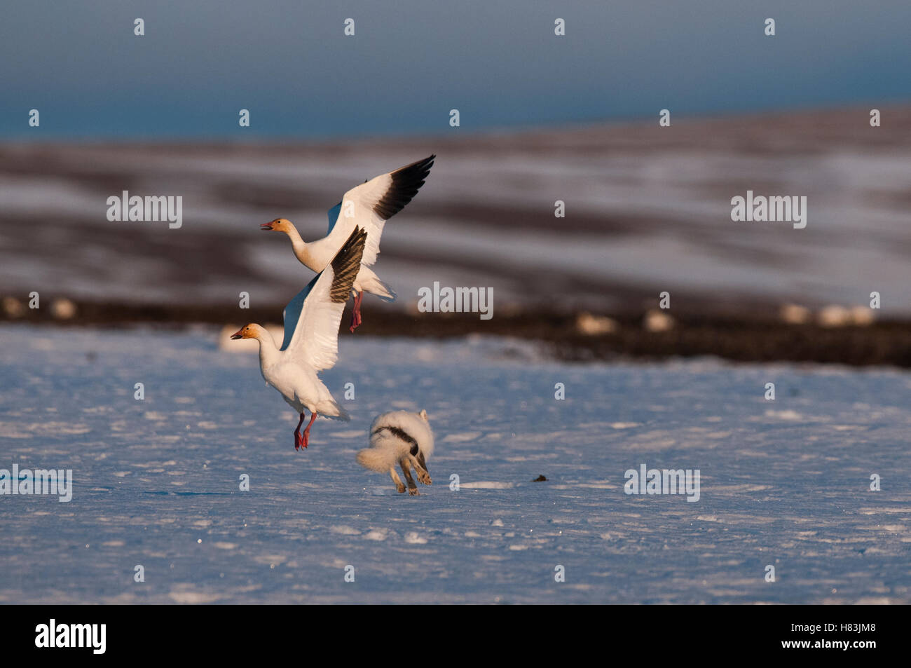 Snow Goose (Chen caerulescens) pair taking flight while being chased by ...