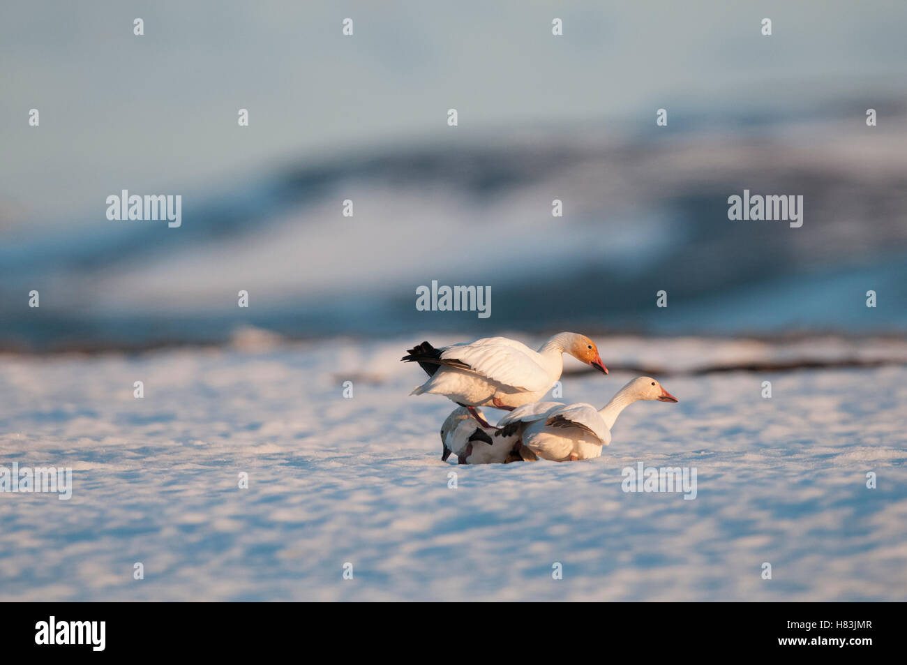 Snow Goose (Chen caerulescens) trio in mating posture, Wrangel Island ...