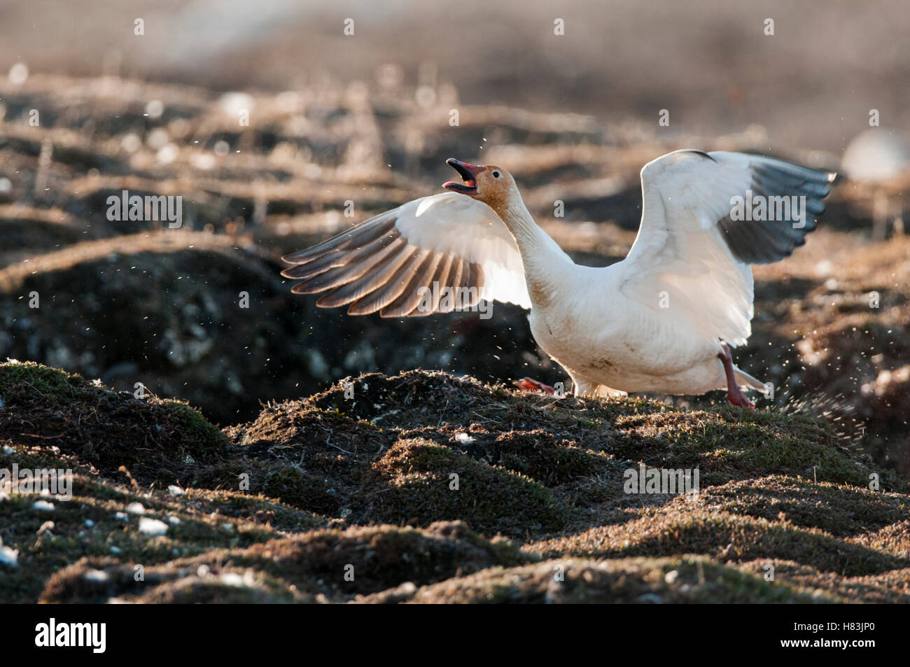 Snow Goose (Chen caerulescens) flapping and calling, Wrangel Island ...