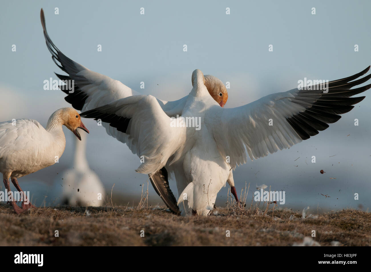 Snow Goose (Chen caerulescens) trio fighting during courtship, Wrangel ...