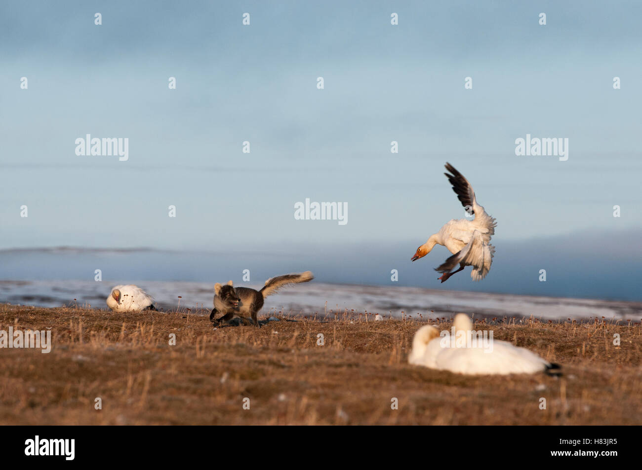 Snow Goose (Chen caerulescens) chasing an intruding Arctic Fox (Alopex ...