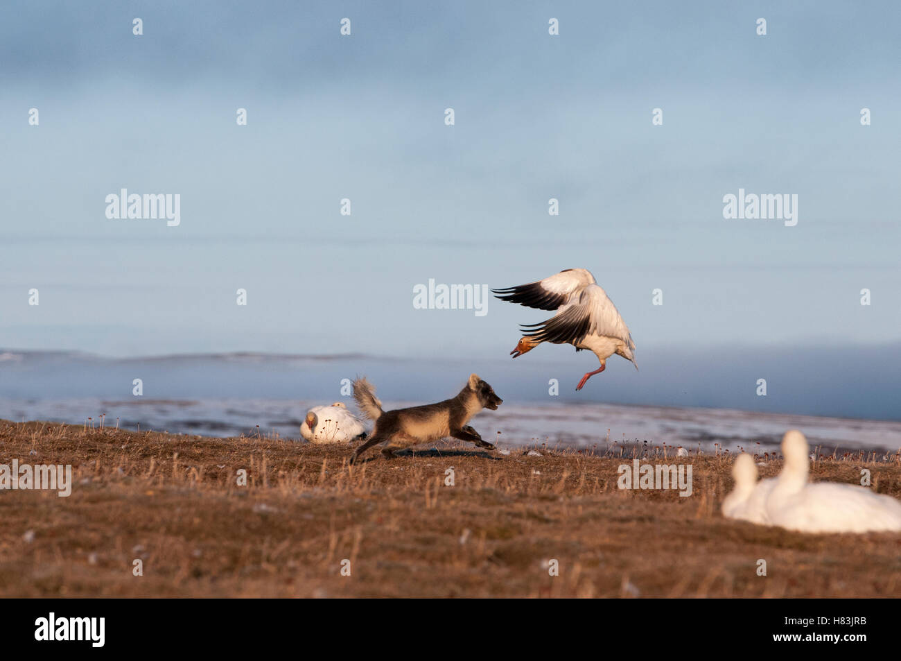 Snow Goose (Chen caerulescens) chasing an intruding Arctic Fox (Alopex ...