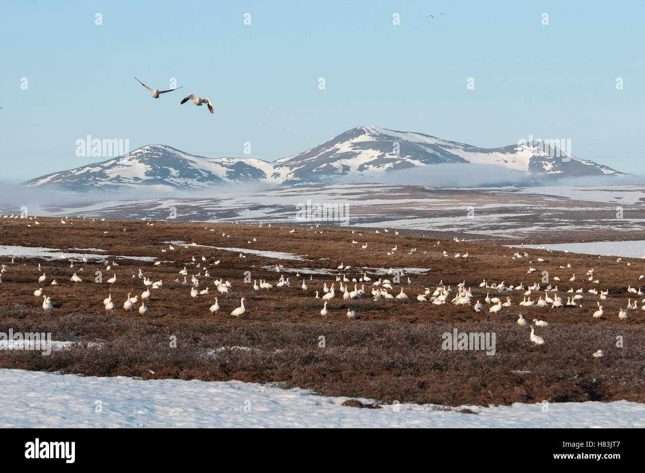 Snow Goose (Chen caerulescens) large nesting colony on tundra, Wrangel ...