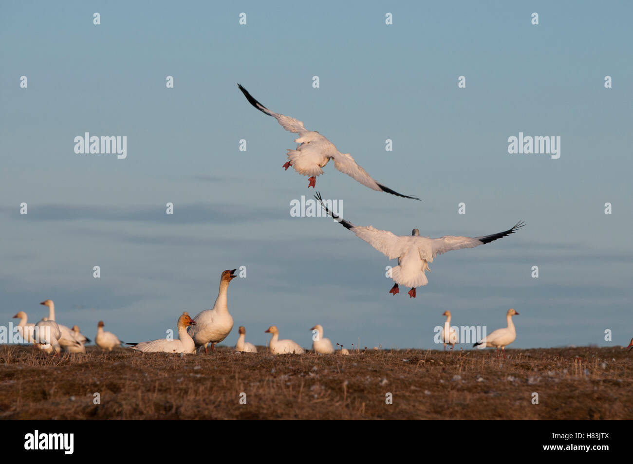 Snow Goose (Chen caerulescens) pair landing near nesting colony ...