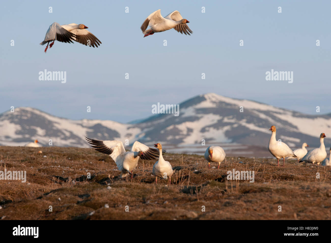 Snow Goose (Chen caerulescens) pair landing near nesting colony ...