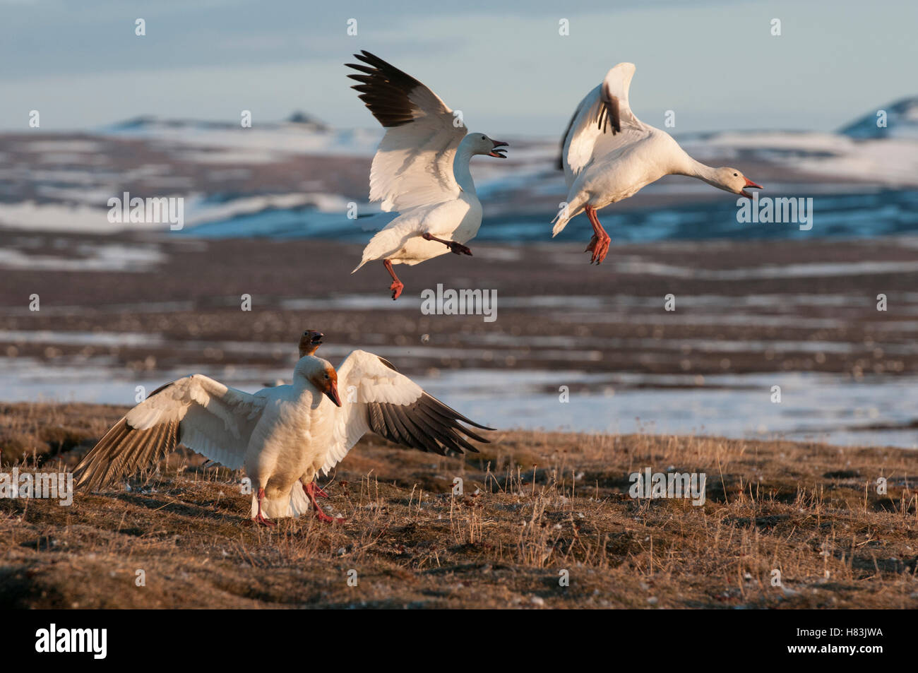 Snow Goose (Chen caerulescens) group flapping and calling during ...