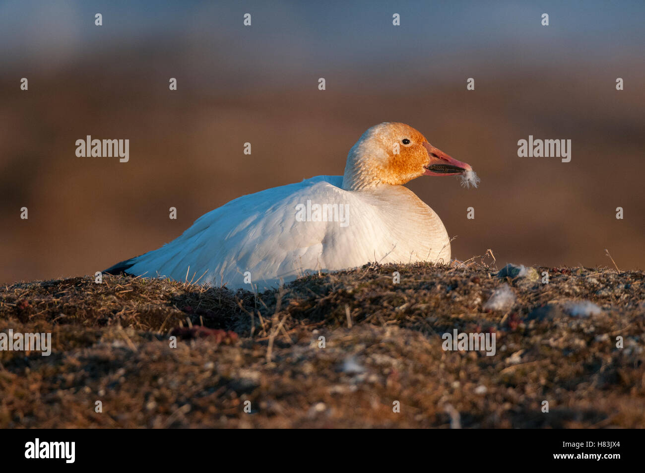 Snow Goose (Chen caerulescens) female sitting on nest with head stained ...