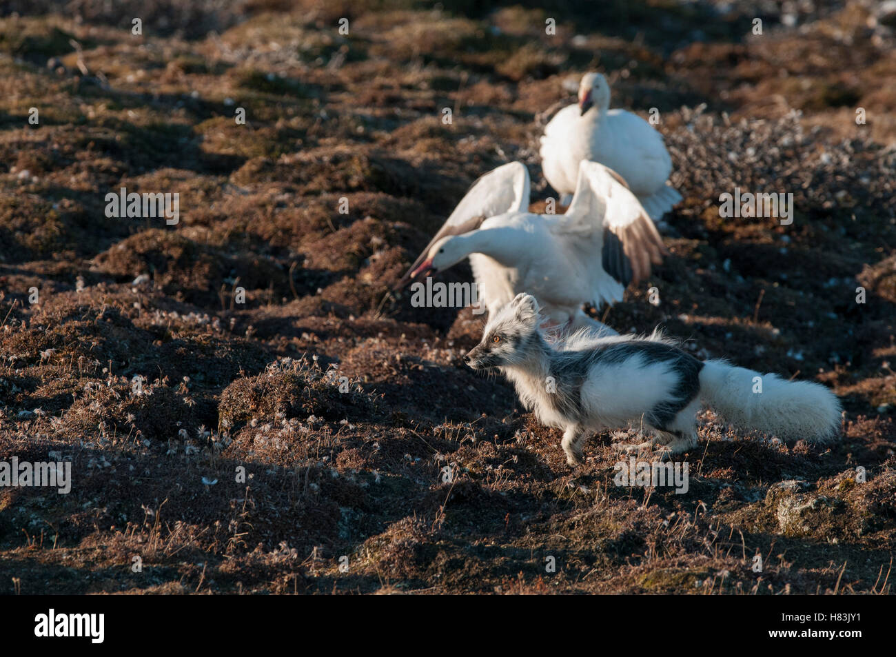 Snow Goose (Chen caerulescens) flapping and defending nest from ...