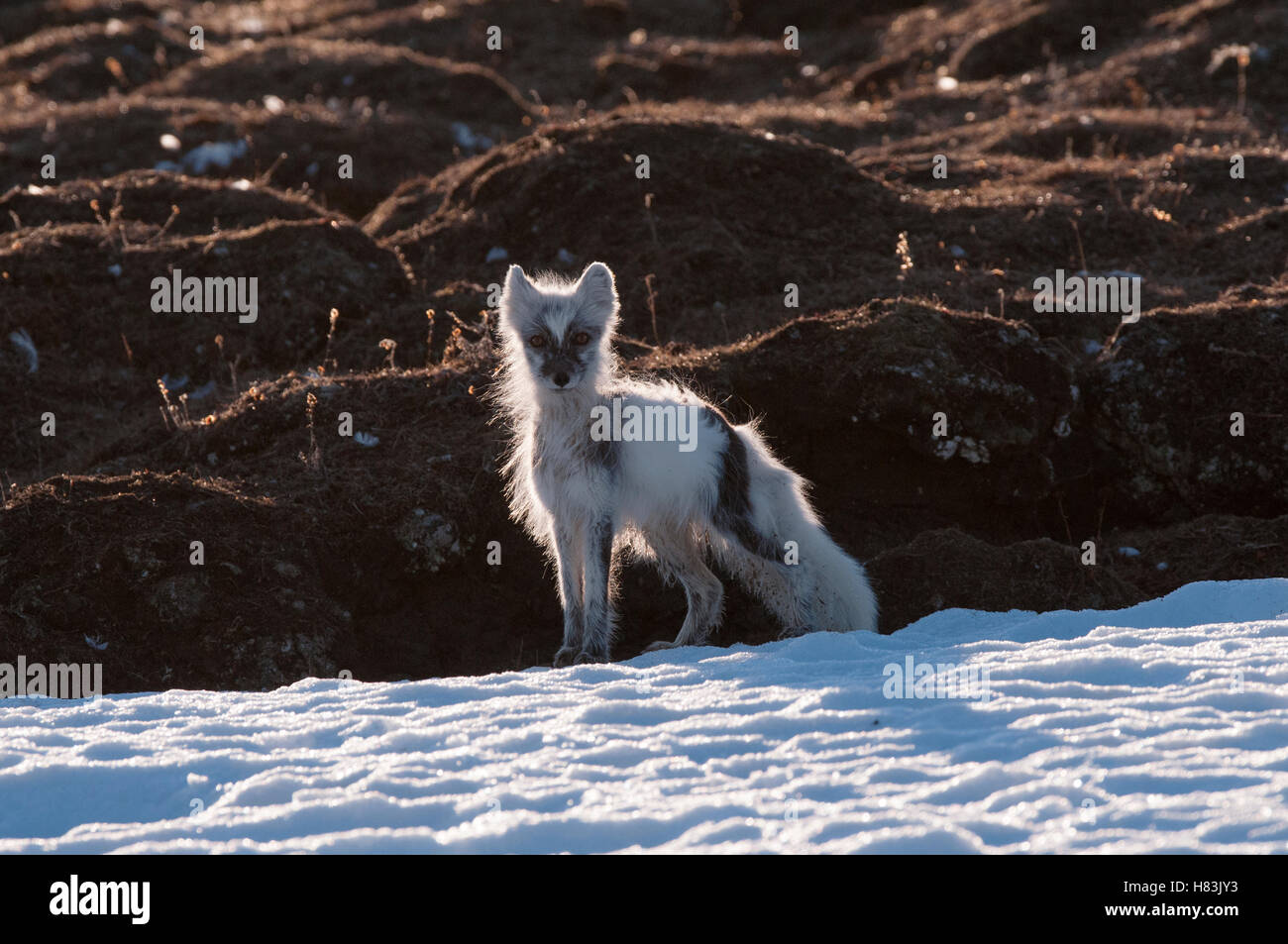 Arctic Fox (Alopex lagopus) molting into winter coat, Wrangel Island ...