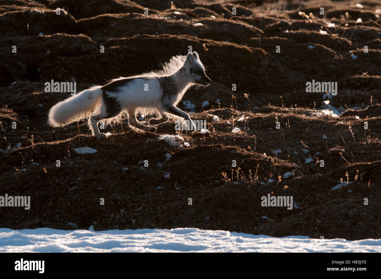 Arctic Fox (Alopex lagopus) molting animal running across tundra ...