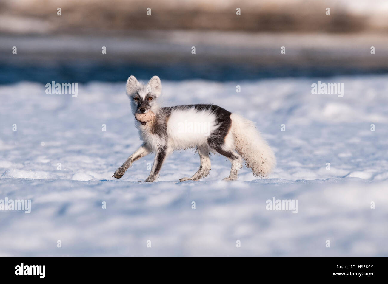 Arctic Fox (Alopex lagopus) molting into winter coat with stolen goose ...